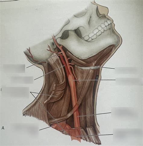 Vascular System Diagram Quizlet