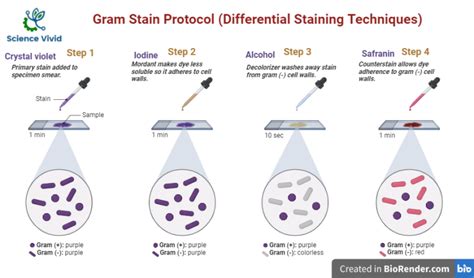 Staining Of Microorganism Negative Staining Simple Staining Differential Staining Simple