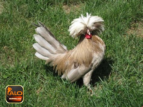 Tìm Hiểu Giống Gà Tre Cảnh