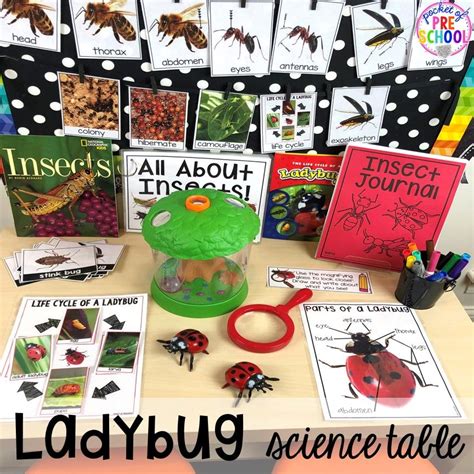 All About Insects Science For Little Learners Preschool Pre K Kinder Artofit