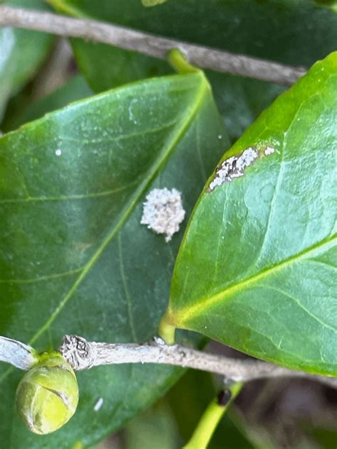 Fuzzy Bug On Our Camellia R Whatisthisbug