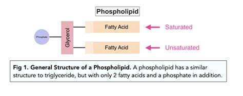 Phospholipids Types