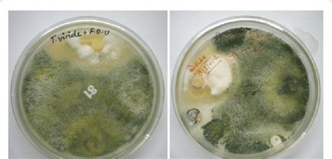 Antagonistic Effect Of Trichoderma Viride 01pp Trichoderma Harzianum Download Scientific