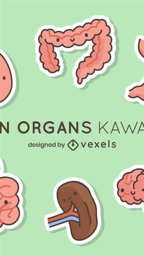 Kawaii Human Body Organs Antaomical Set Human Body Organs Body