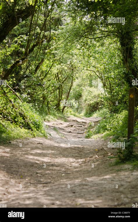 Tree Lined Path Stock Photo Alamy