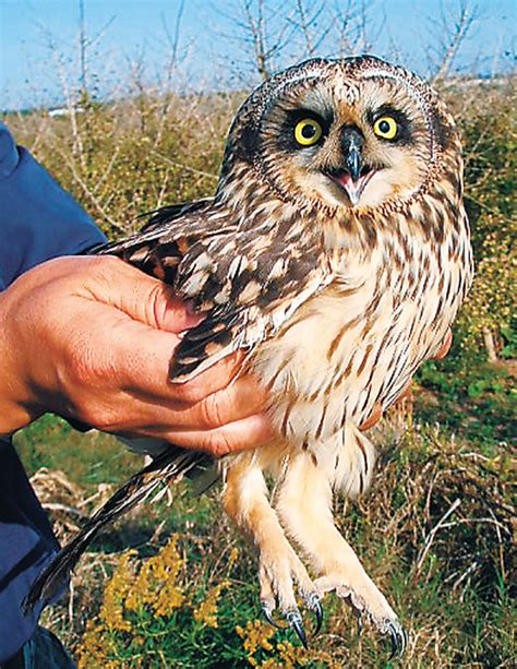 猫头鹰误撞捕鸟网后脱险滚动新闻新浪财经新浪网