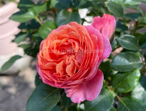 天狼星尘的优缺点 微型月季 月季坑