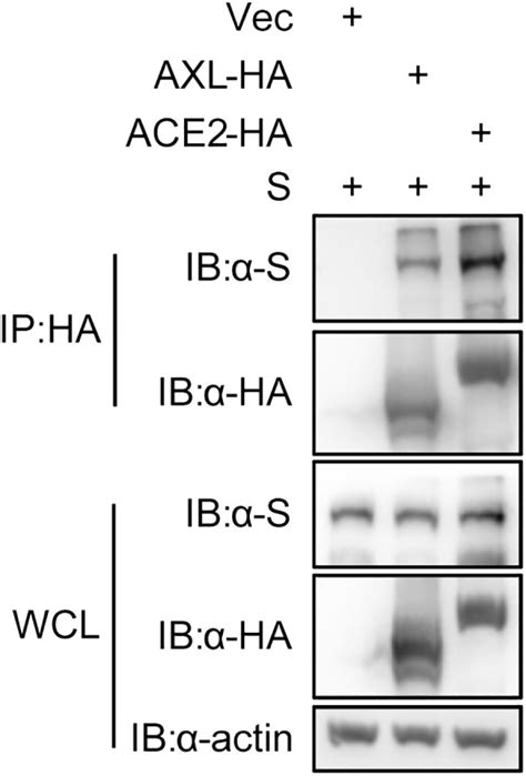 Turboid Mediated Proximity Labeling Technologies To Identify Virus Co Receptors Pmc