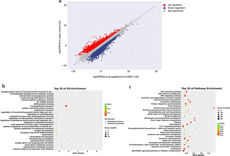 The Rna Sequencing Results And Bioinformatics Analysis A The