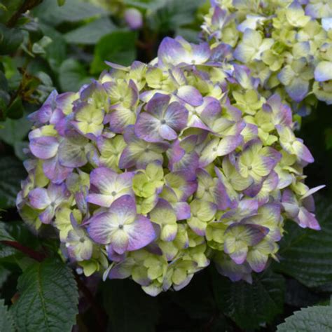 Bloomstruck® Hydrangea Ship My Plants