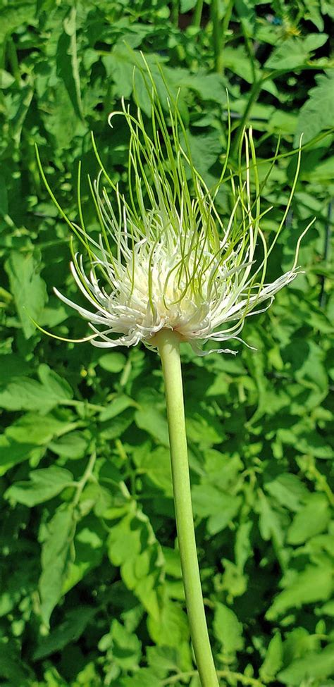 What Are Garlic Flowers