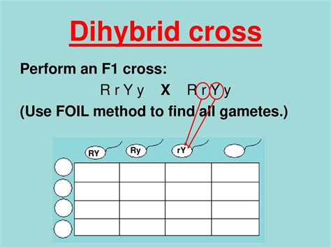 Dihybrid Cross Cross Involving 2 Characteristics Genes Ppt Download