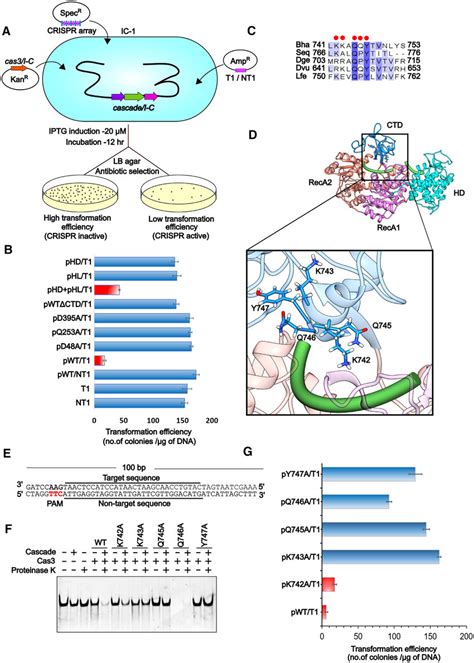 Inter Domain Interaction In Cas3i C Influences Crispr Interference