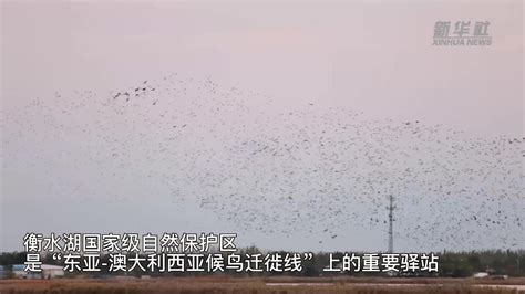 万鸟齐飞衡水湖迎来鸟浪奇景 凤凰网视频 凤凰网