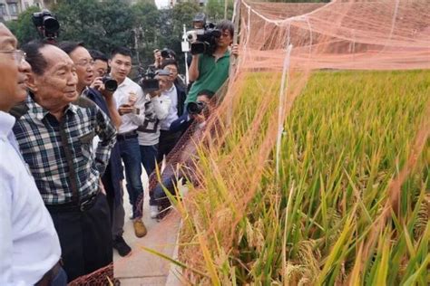重大突破袁隆平的新成就 澎湃号政务 澎湃新闻 The Paper