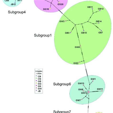 haplotype network of 83 smv sequences based on cp sequences minimum download scientific