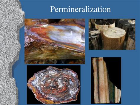 Methods Of Fossilization Lab Ppt Download