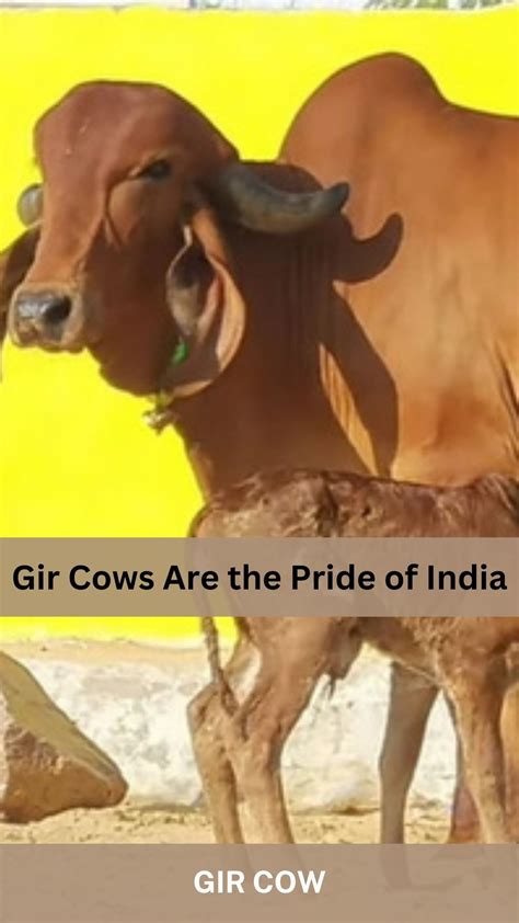 Gir Cow Information Milk Production Care And Advantages
