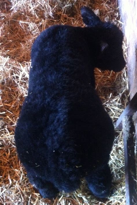 From Pat Wolf Ohio High Quality Monopoly 4 Calf Matt Lautner Cattle