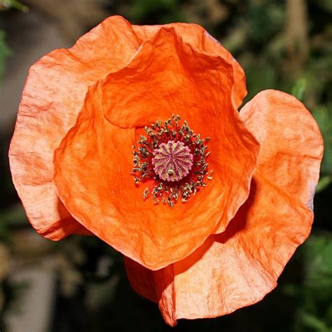 양귀비 꽃 오렌지 Pixabay의 무료 사진 Pixabay