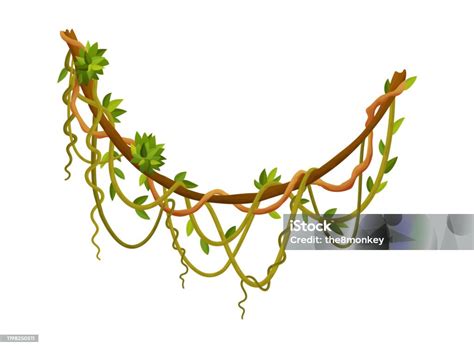 리아나 또는 정글 식물 또는 포도 나무 야생 녹지 권선 가지 벡터 줄기 잎 고립 된 장식 요소 열대 포도 나무 열대 우림 식물과 이국적인 식물 야생 컬링 종과 나뭇 가지