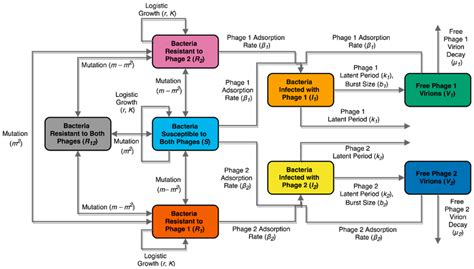 Population Compartment Model Describing Dynamics Of Two Distinct Phages Download Scientific