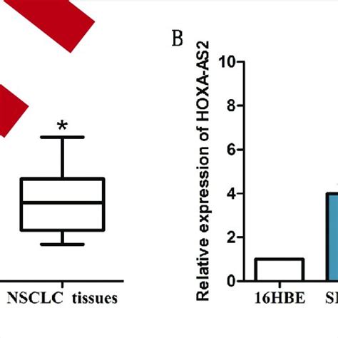 Hoxa As2 Was Highly Expressed In Nsclc Tissues And Cell Lines A