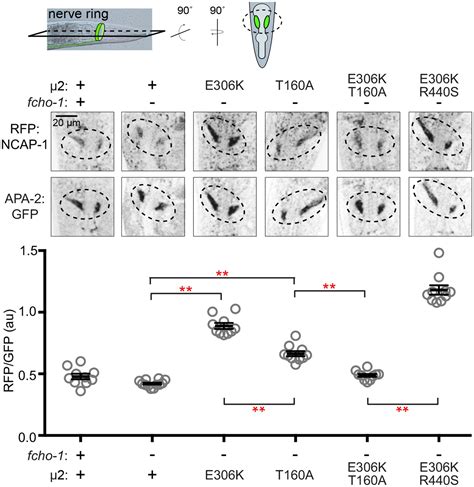 Figures And Data In Necaps Are Negative Regulators Of The Ap2 Clathrin Adaptor Complex Elife