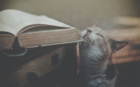 Эстетичные обои с котиками 66 фото