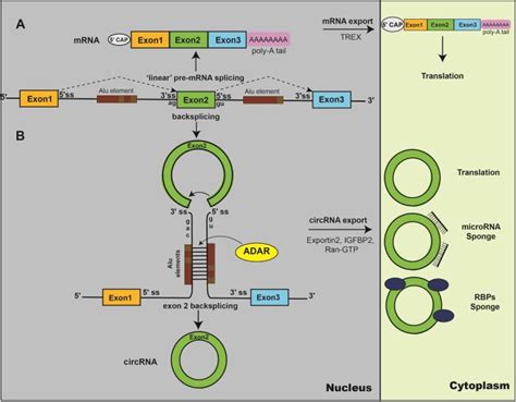 Translation Of Circular RNAs PMC