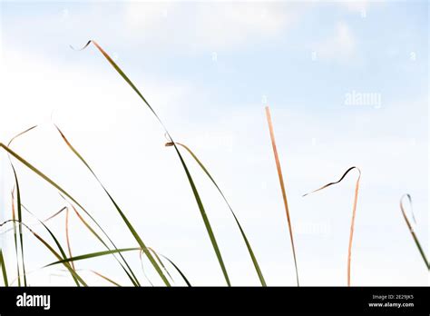Tall Coastal Grass Waving On Wind Over Blurred Blue Sky Background Abstract Natural Photo