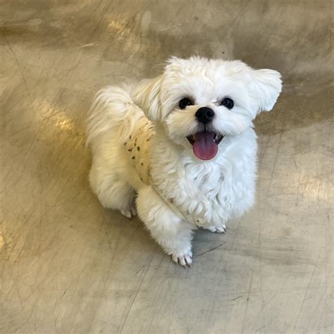 말티즈 단비 개종류 고양이입양보내기 스핑크스 광주강아지분양 코카스파니엘 푸들분양 시바견분양 페르시안 강아지입양 고양이입양 도그마루 보호소 펫샵 유기견센터 유기묘