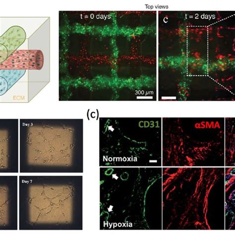 Pdf 3d Bioprinting For Vascularized Tissue Engineered Bone Fabrication