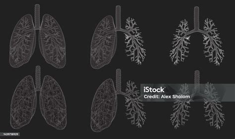 벡터 세트 3d 폐와 기관지 흰색 배경에 격리 의료 디자인을위한 요소 벡터에 대한 스톡 벡터 아트 및 기타 이미지 벡터 3차원 형태 가능성 Istock