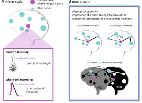 Schematic Representation Of Multi Scale Analyses Download Scientific Diagram