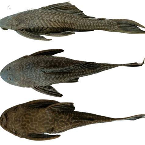 Dorsal Lateral And Ventral Views Of The Amazon Sailfin Catfish