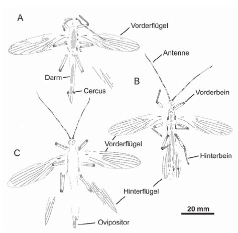 Der Phasmatodea Tree Of Life Überraschendes Und Ungeklärtes In Der