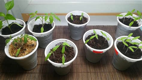 Ранни домати 2 селектиране на разсада след поникване Youtube