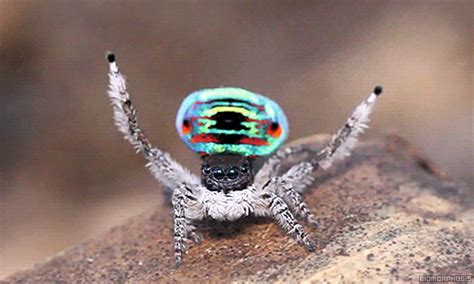 Spider S Wiffle