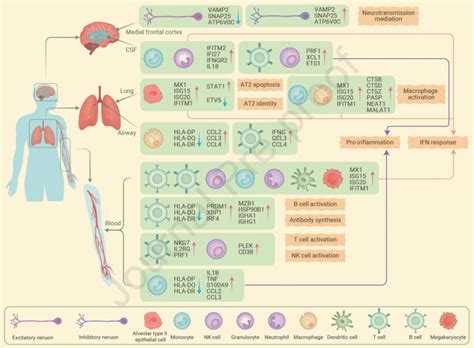 scrna seq reveals major induced genes and pathways in different cell