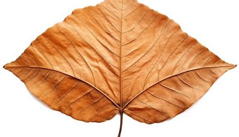 Premium Ai Image Dry Leaf Top View Isolation