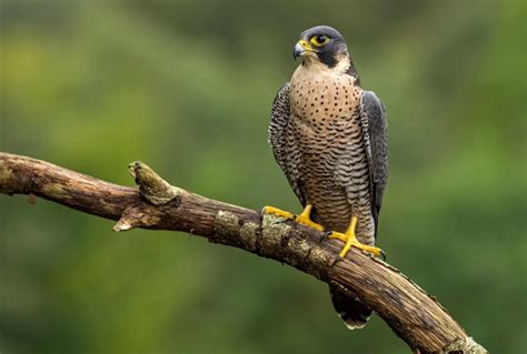 The Nhbs Guide To Uk Birds Of Prey