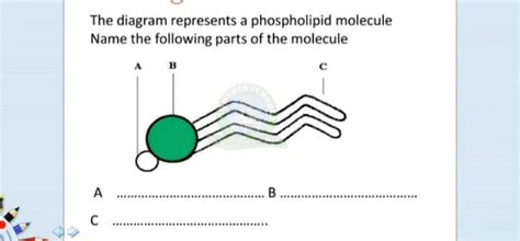 Solved The Diagram Represents A Phospholipid Molecule Name The Following Parts Of The Molecule