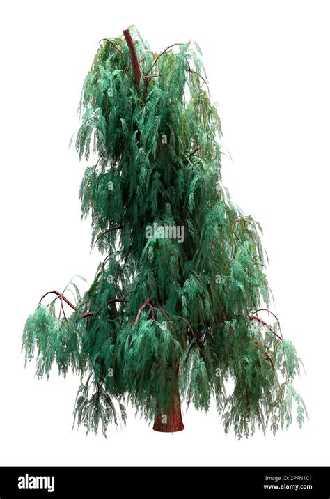 3d rendering of a kashmir cypress tree isolated on white background