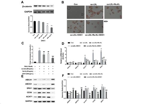 Effect Of Recombinant Klotho On Wnt β Catenin Signaling Pathway A Download Scientific Diagram