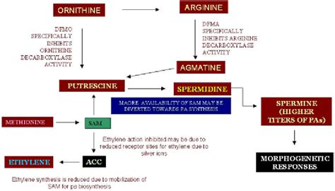 Interplay Of Polyamine And Ethylene Biosynthetic Pathway Enhanced