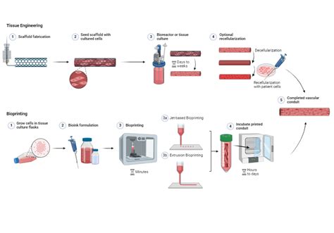 Bioprinting Vs Traditional Tissue Engineering Biorender Science