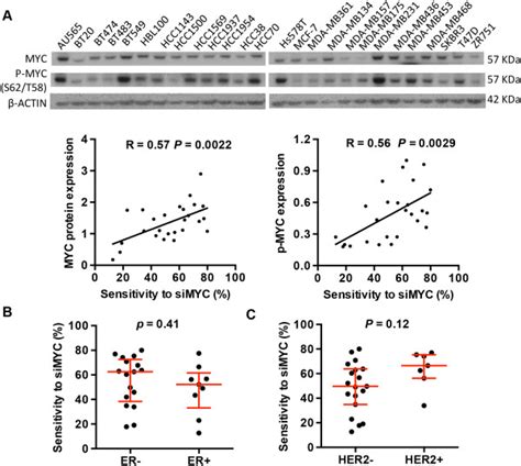 Characterization Of Myc Dependence In Human Breast Cancer Cells A Download Scientific