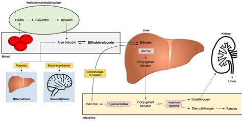 Neonatal Jaundice Geeky Medics