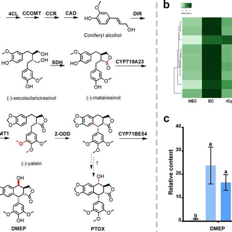 Podophyllotoxin Biosynthesis In S Hexandrum A Podophyllotoxin Download Scientific Diagram